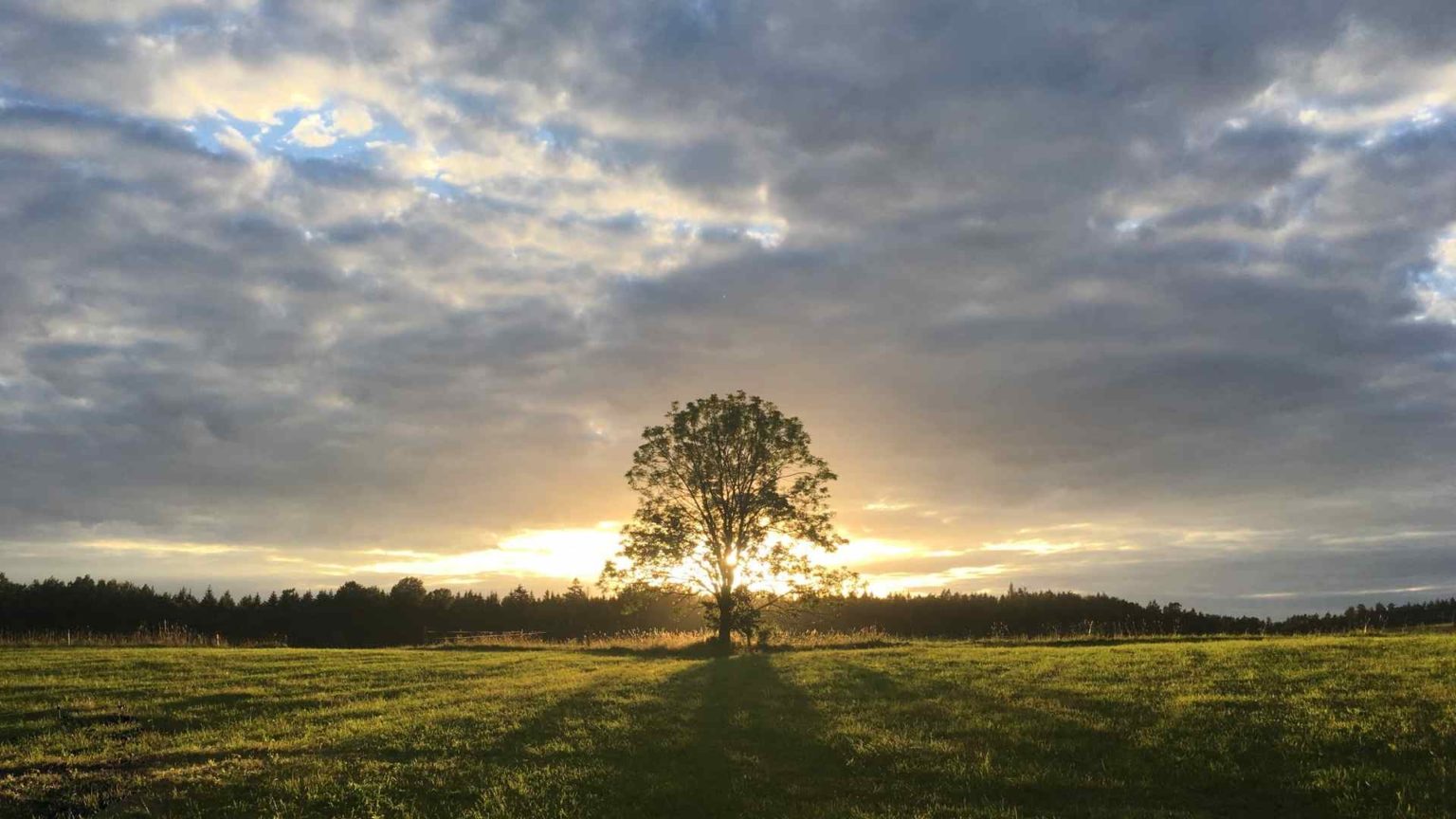 The Tree of Life - An Ancient Celtic Symbol | Irish Trees