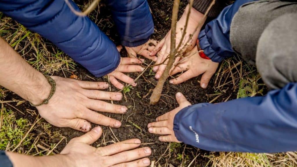 Plant a tree – a simple gift to Nature | Irish Trees