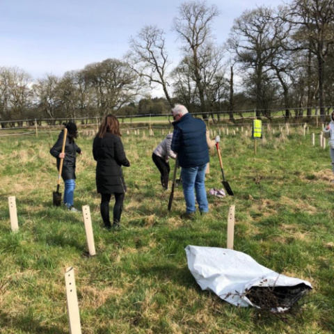 Memorial Trees | Irish Trees