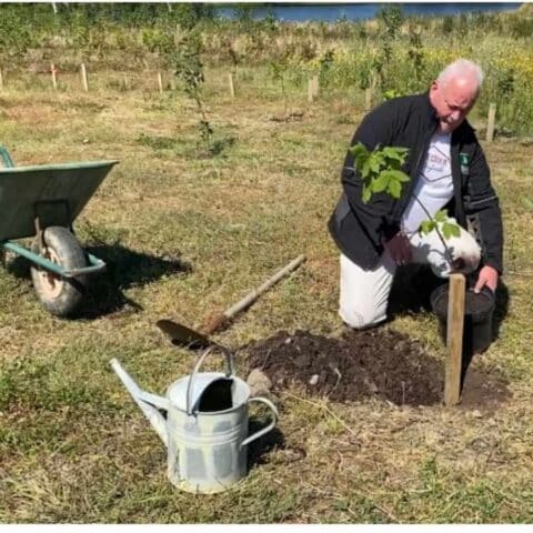 Our Trees & Planting Tips | Irish Trees