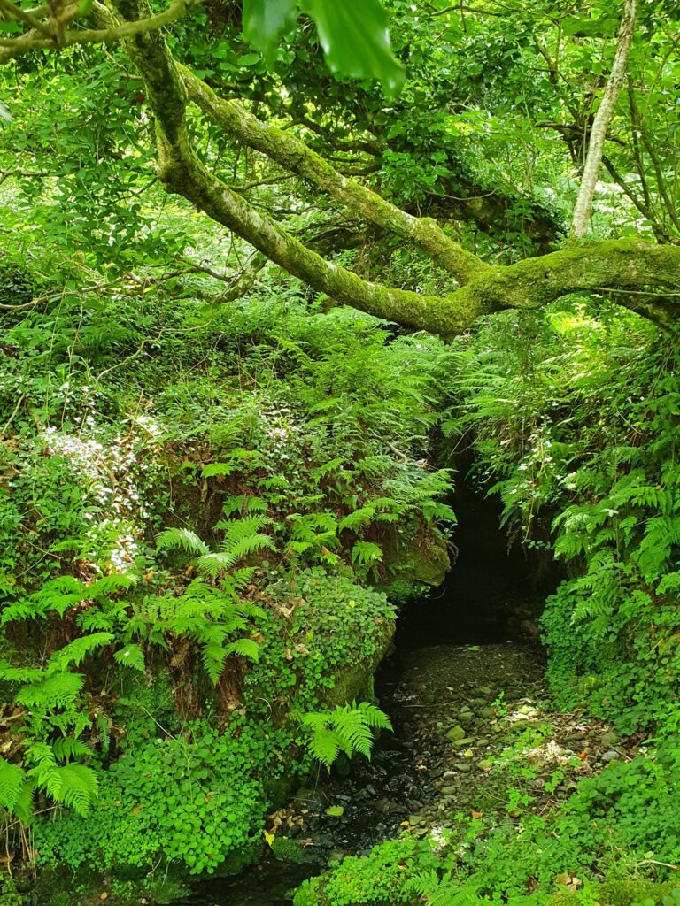 Irish Rainforests | Irish Trees